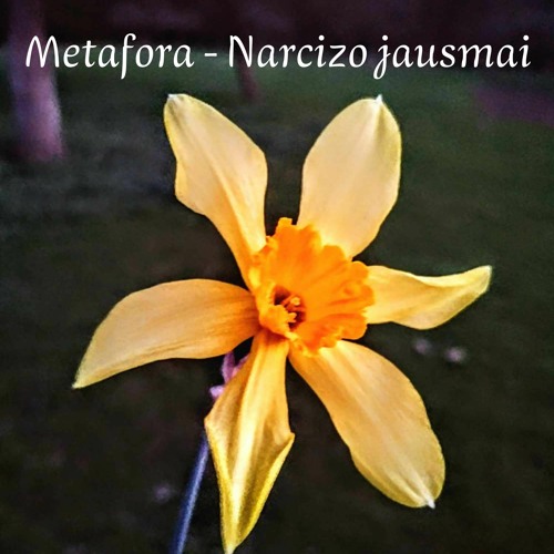 Stream Metafora - Narcizo jausmai by Metafora | Listen online for free ...