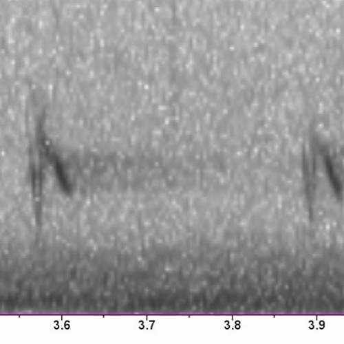 Stream Common Crossbill (N8) - Dorset by Joseph Stockwell | Listen ...