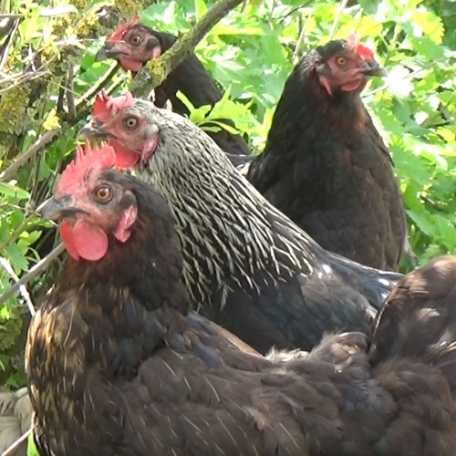 Stream Chicken Final Stereo 48k24 by Sarah Eder | Listen online for ...