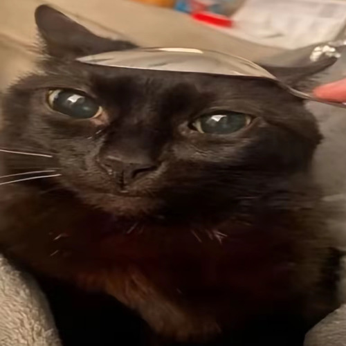 Stream Kayleeforlifeee5671 | Listen to Cill Guy Muisic playlist online ...