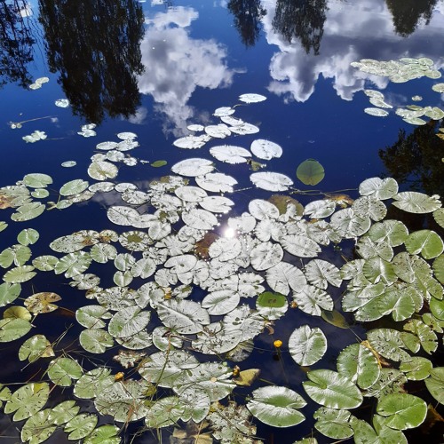 Stream Jessie Tigress (Acoustic Version) by Roger Skoog | Listen online ...