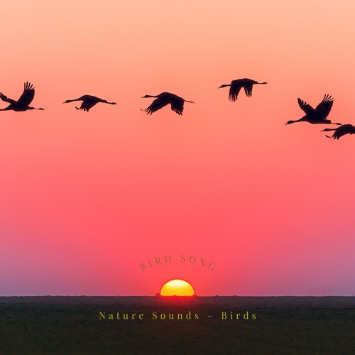 Stream Bird Song by Nature Sounds – Birds | Listen online for free on ...