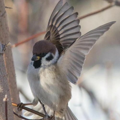 Stream makasin production | Listen to Bird Rap playlist online for free ...