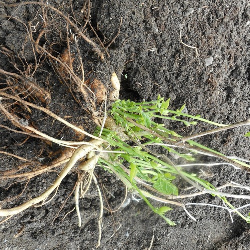 Stream 'Growing runner beans from roots, other money-saving grow your ...