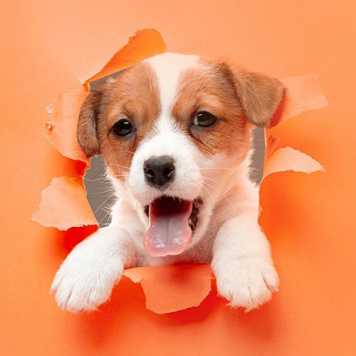 Stream ¿Por qué se les dice 'Firulais' a los perros? by KienyKe.fm ...