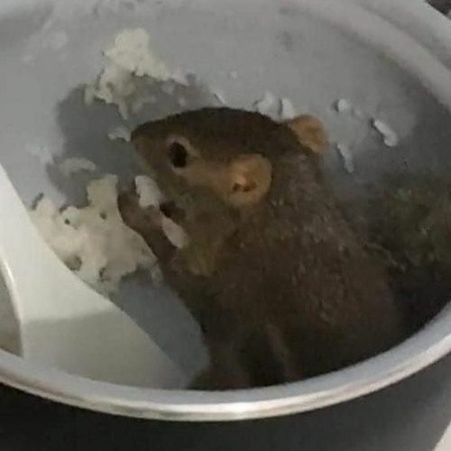 Stream Như Vậy Nhé - Chicken Remix by Xeko Xeko | Listen online for ...