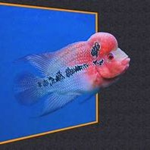 Stream Like Da Fish [damnglenn] by DamnGlenn | Listen online for free ...