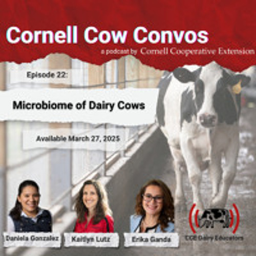 Stream episode Cornell Cow Convos E22 Microbiome of Dairy Cows by CCE ...