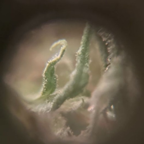 Stream 24-11-2024 @ Zuhause mit Dr. Greenspoon by patrick testor ...