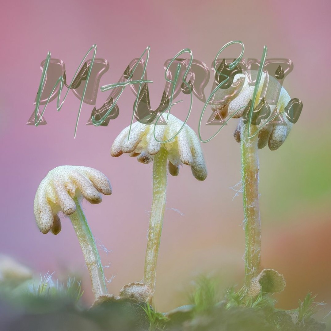 Stream PREMIERE : Mabel - Lady Bug by Les Yeux Orange | Listen online ...