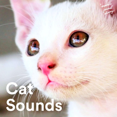Stream momo's sound diary | Listen to cat and kitten sounds.. MeOw!😻 ...