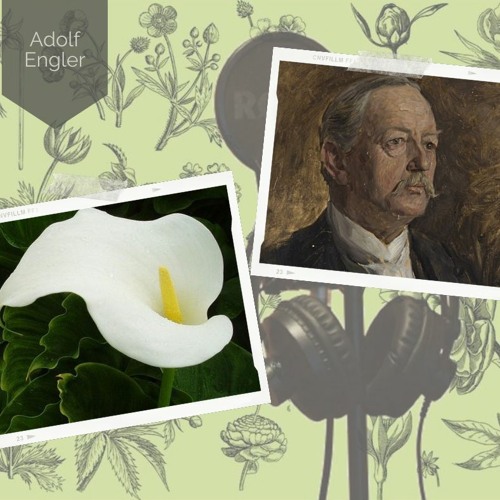 Stream Podcast botaniste Heinrich Gustav Adolf Engler by Jardin ...