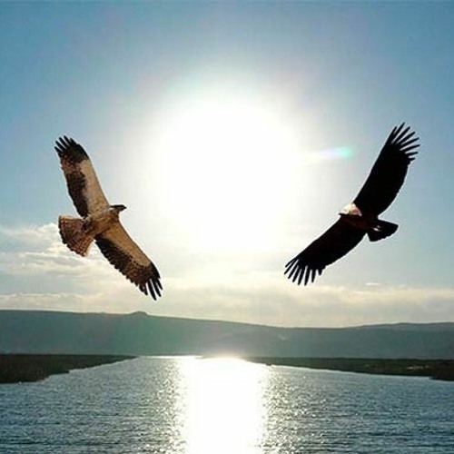 Stream El cóndor y el águila (en vivo en ceremonia) by Daniel Peña ...