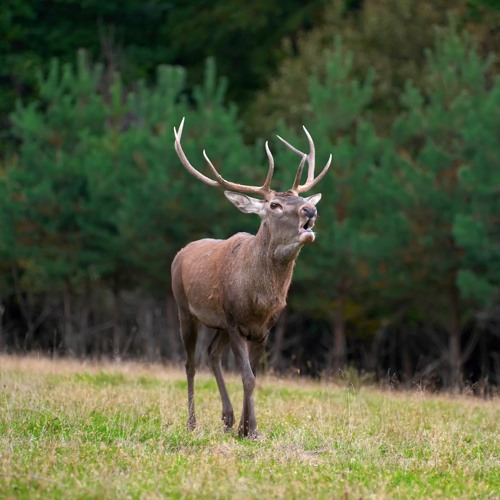 The Red Deer Rut: One Of Nature's Most Intense Dramas Wildlife Artist ...
