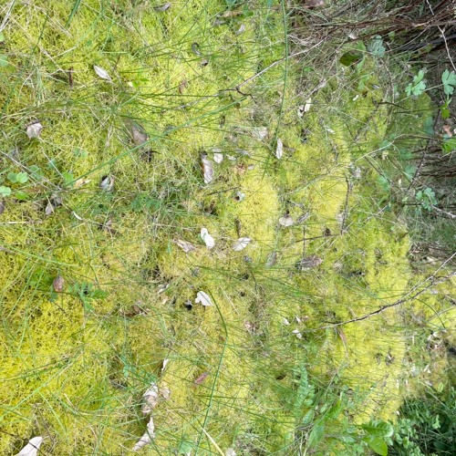 Stream Yuxin Pan | Listen to Soil Sound playlist online for free on ...