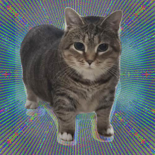 Stream THE NEW 길섭 2020 | Listen to THE NEW 2025 OIIA OIIA CAT MEME ...