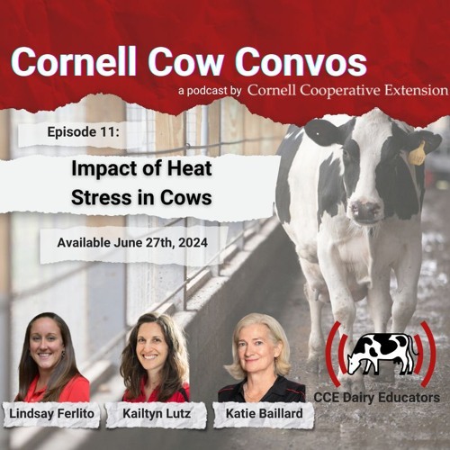 Stream episode Cornell Cow Convos E11 Impact of Heat Stress In Cows by ...