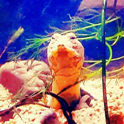 Stream The Lesser Siren | Listen to Good Grief playlist online for free ...