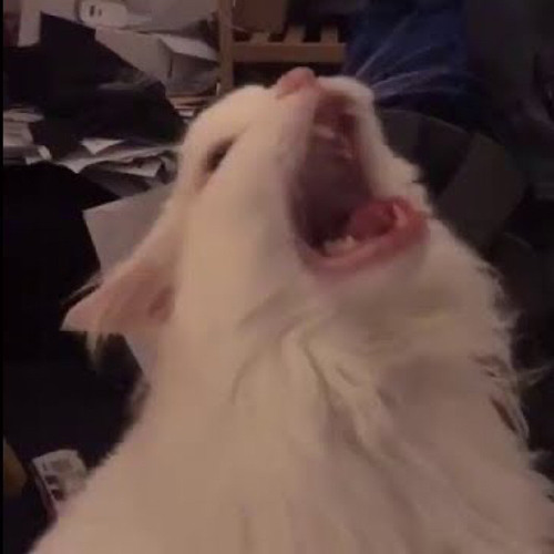 Stream Imagine Dragons - Believer - Cat Cover (cr to Malow Meme on yt ...