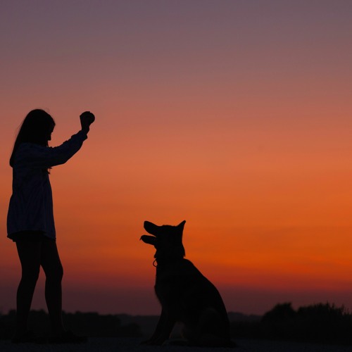 Stream How Long Does It Take To Train A Dog – 6 Most Important Elements ...