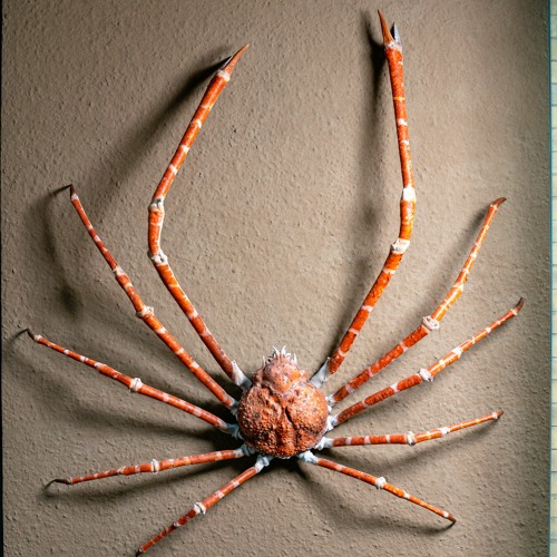 Stream Japanese spider crab by National Museums Liverpool | Listen ...