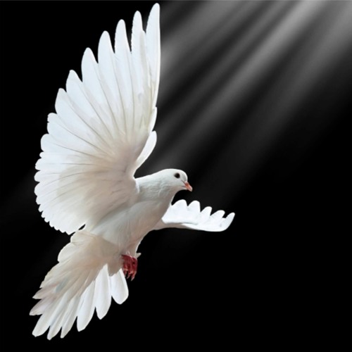 Stream Let Peace Come by Pétur Söebech Quinn | Listen online for free ...