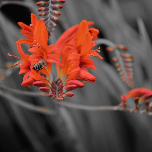 Stream Fleurs Du Vide by Arcane | Listen online for free on SoundCloud