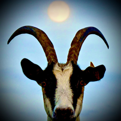 Stream Moon Goat by Goat Music | Listen online for free on SoundCloud