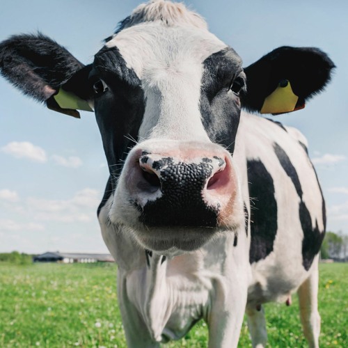 Stream Old McDonald HA-d a Farm (Nella Vecchi-HA Fattoria) - DJ ...