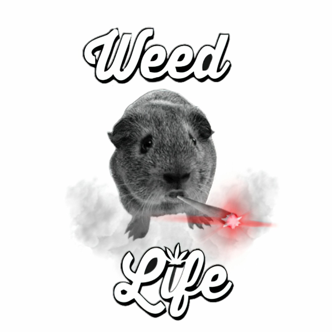 Stream Charlie The Stoned Ass Guinea Pig by Ghetto Smosh | Listen ...