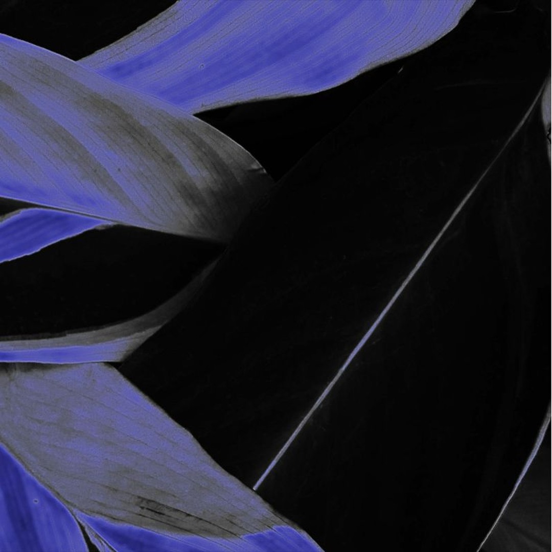 Stream NYXII Records | Listen to Isabel Soto - Suculenta EP [NYXII005 ...