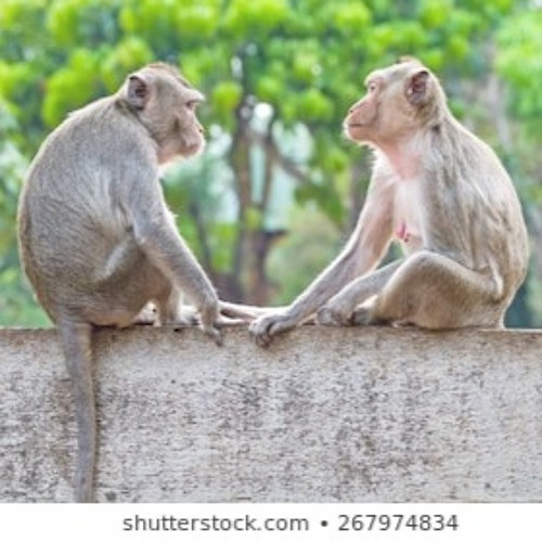 Stream Two Monkeys In Love by PINKFACE | Listen online for free on ...