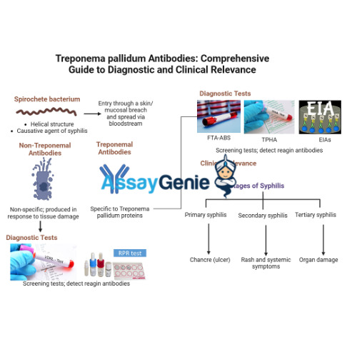 Stream episode Treponema pallidum Antibodies_ Comprehensive Guide to ...