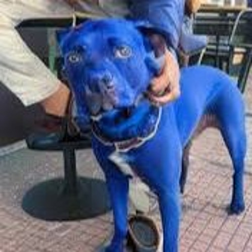 Stream Crip dog by HeemDukie | Listen online for free on SoundCloud