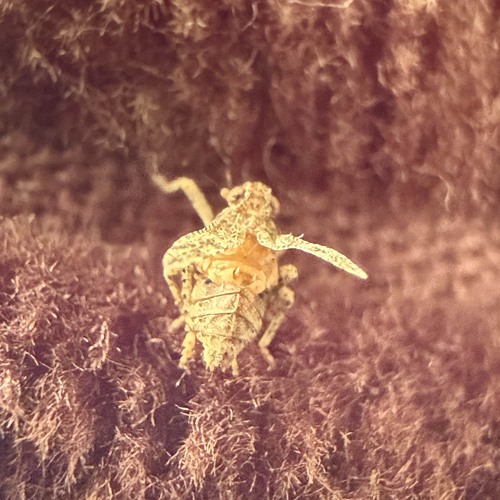 Stream MIMIC (Prod. Goth Helma) by Slug Citadel | Listen online for ...