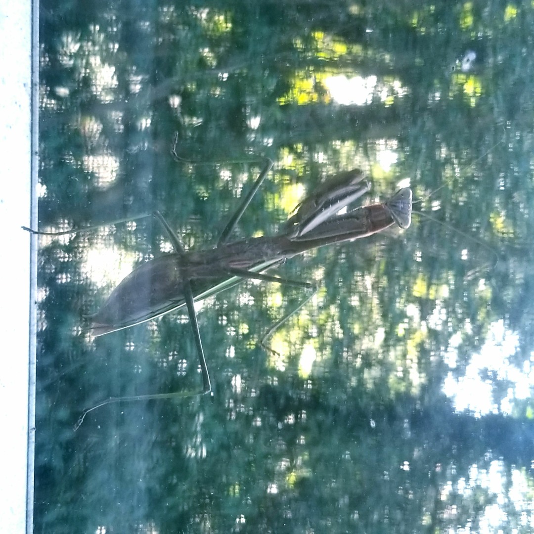 Stream Wanted to Jam [Punk Rock] (2021) Good Morning Mothafvckas by ...