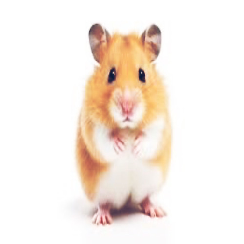 Stream madagascar w/trix {prod. yk} by ihj iheartjuan | Listen online ...