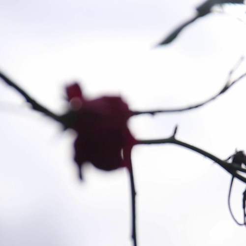 Stream Everything Matters (Aurora, Pomme) - Blue Moon & Michelle ...