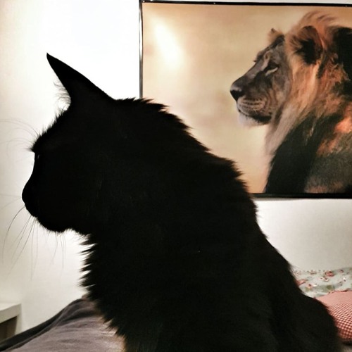 Stream Summer Solstice Set @ ROCHUS Bush Party vol.3 by akkamiau | Listen online for free on ...