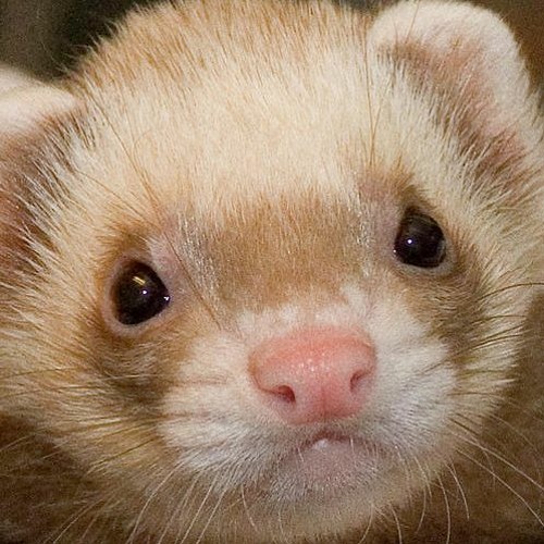 Stream A Silver Mt. Zion- 13 Angels Standing Guard Round' the Side of ...