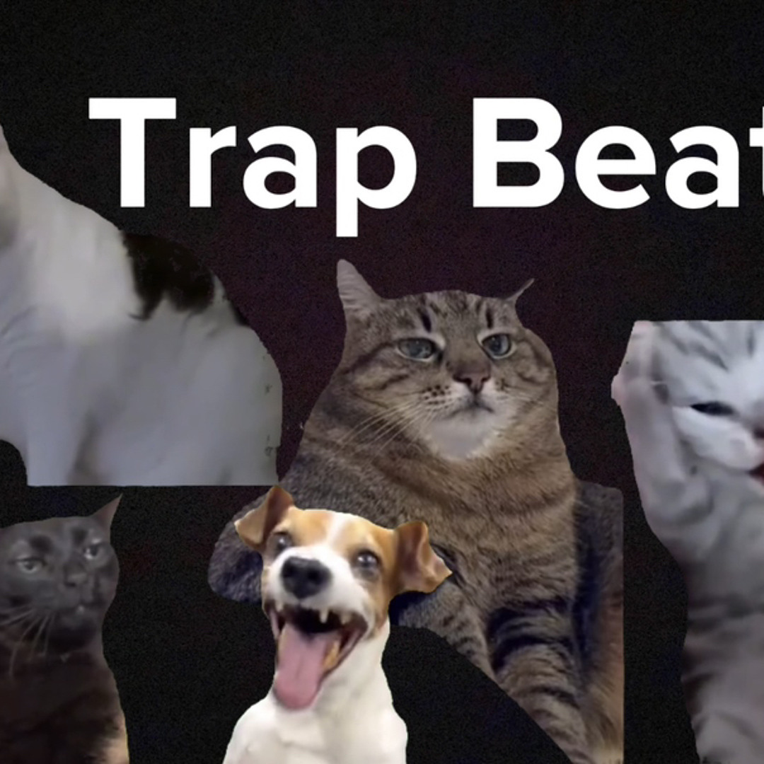 Stream Cat Meme Trap Beat? by honya | Listen online for free on SoundCloud