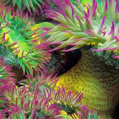 Stream anemone spotted_20220820 by e-veryday | Listen online for free ...