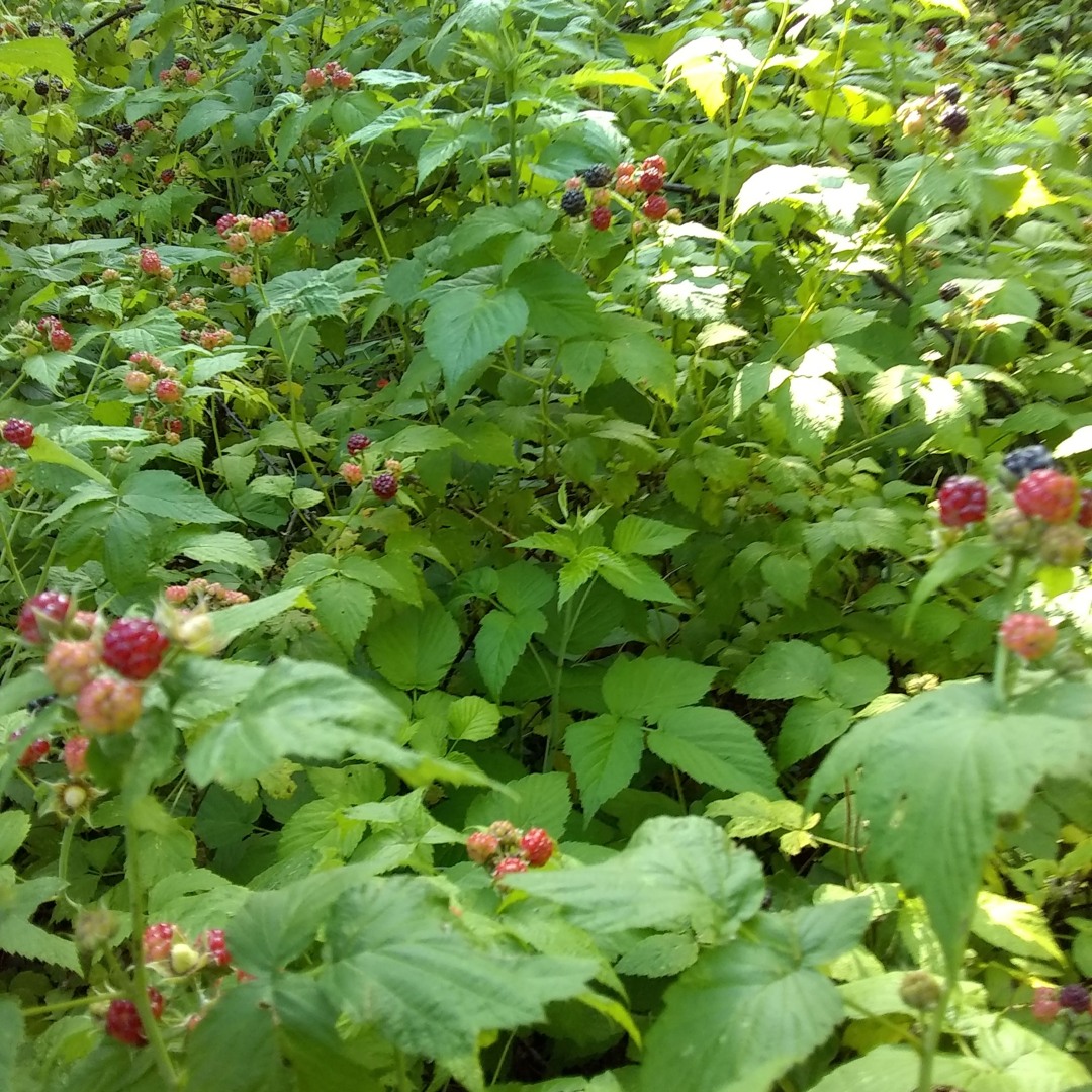 Stream Dóchas Linn Naomh Pádraig 2021 by Paul Davidson | Listen online ...