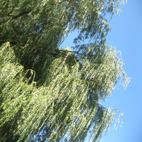 Stream watchme.shine 001 - Floss Harp & Jack Centro by Shimmer | Listen ...