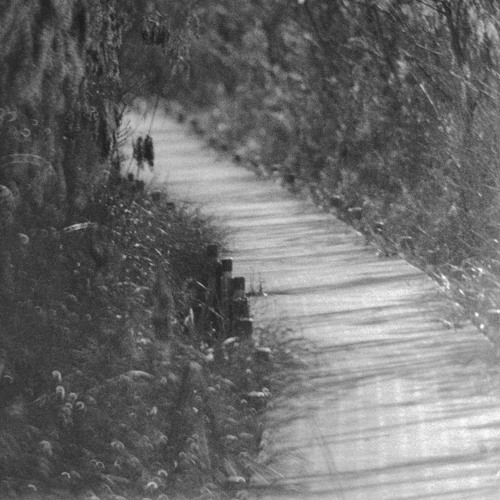 Stream Sam & Lazuli - WOLVES (Hurray for the Riff Raff cover) by L D ...