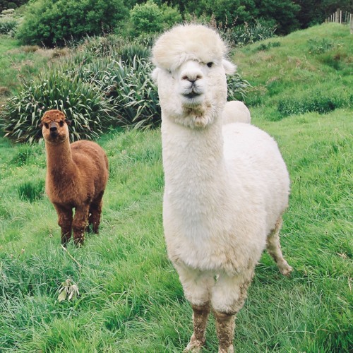 Stream lklk by RADDICAL | Listen online for free on SoundCloud