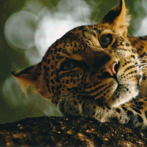 Stream Wimoweh (African traditional) by Jim McLay | Listen online for ...