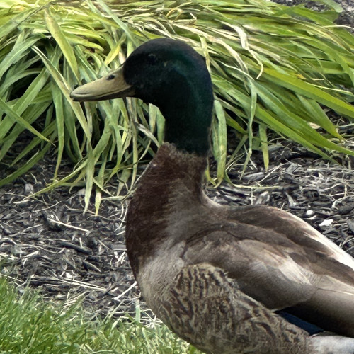 Stream TYLER, THE CREATOR - I THOUGHT YOU WANTED TO DANCE (Bossa Nova ...