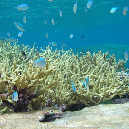 Stream Undersea Colony by aaron r polichar | Listen online for free on ...