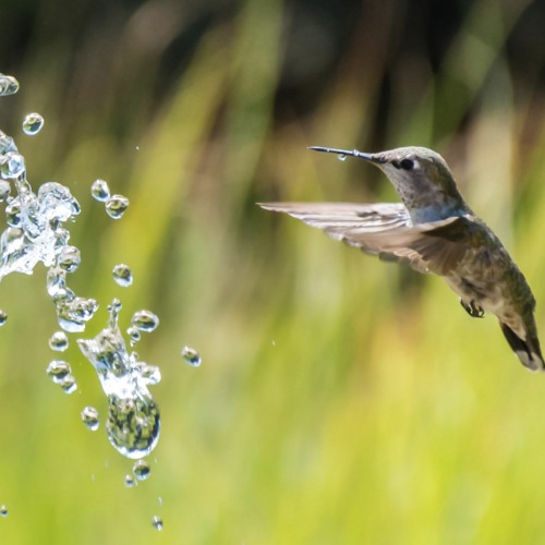 Stream The Hummingbird And The Forest Fire by Karen Maezen Miller ...